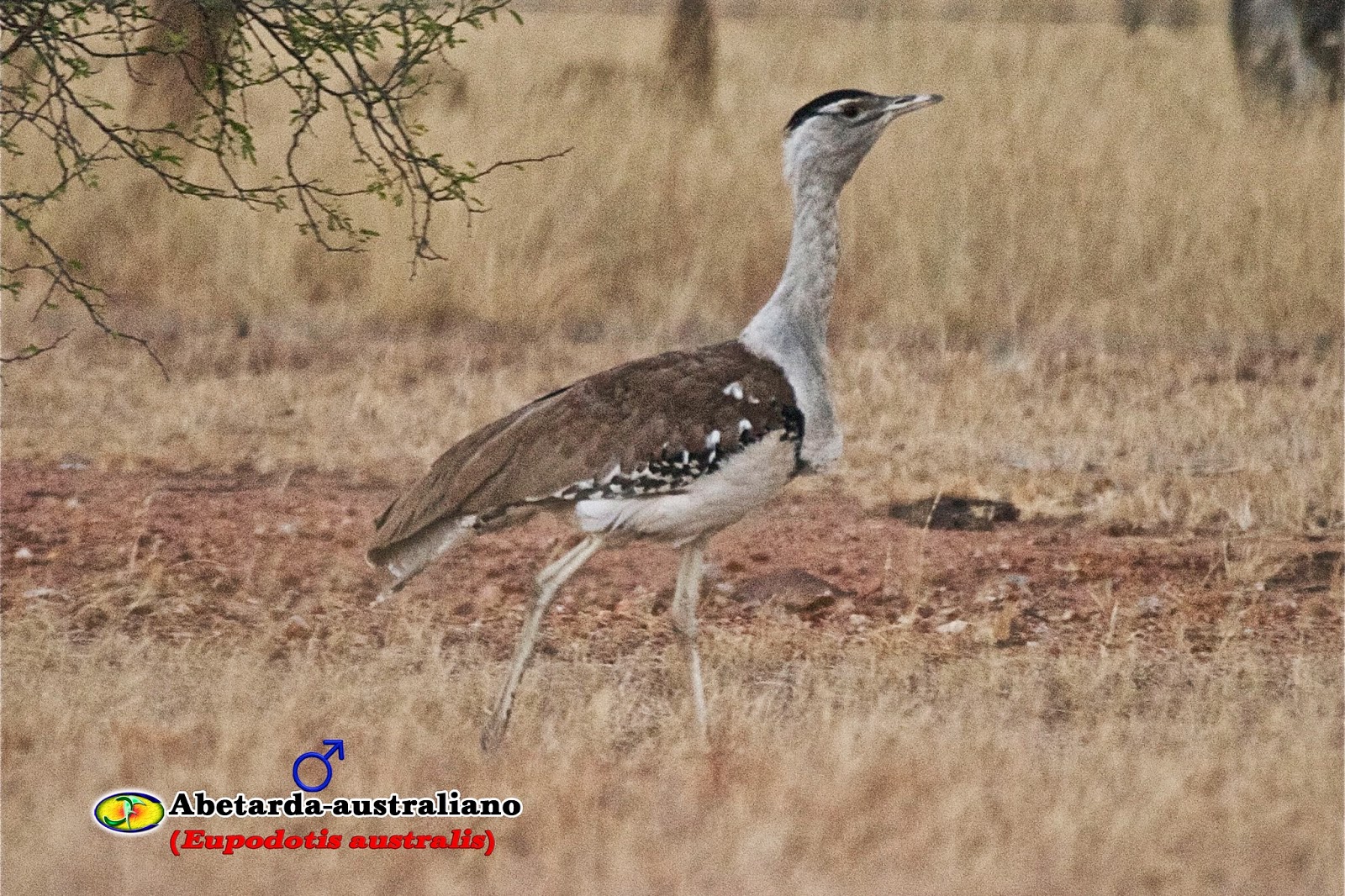 ORNITOLOGIA: maio 2014